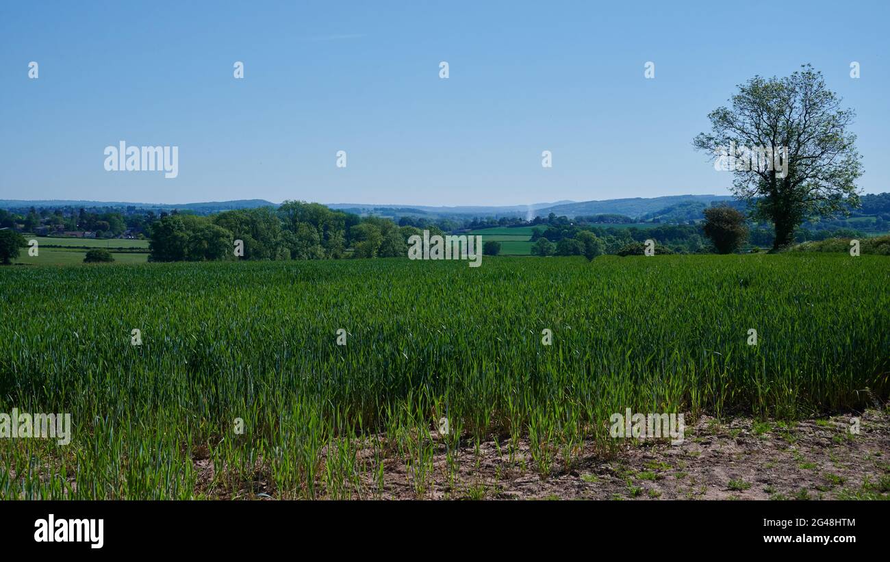 Agriculture farm field in english countryside with blue sky Stock Photo ...