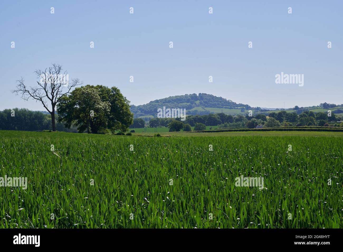 Agriculture farm field in english countryside with blue sky Stock Photo ...