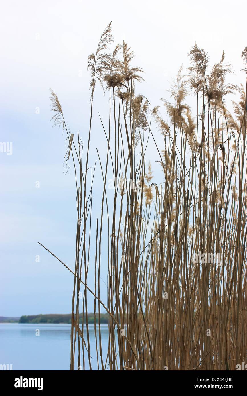 Reed Plants High Resolution Stock Photography and Images - Alamy