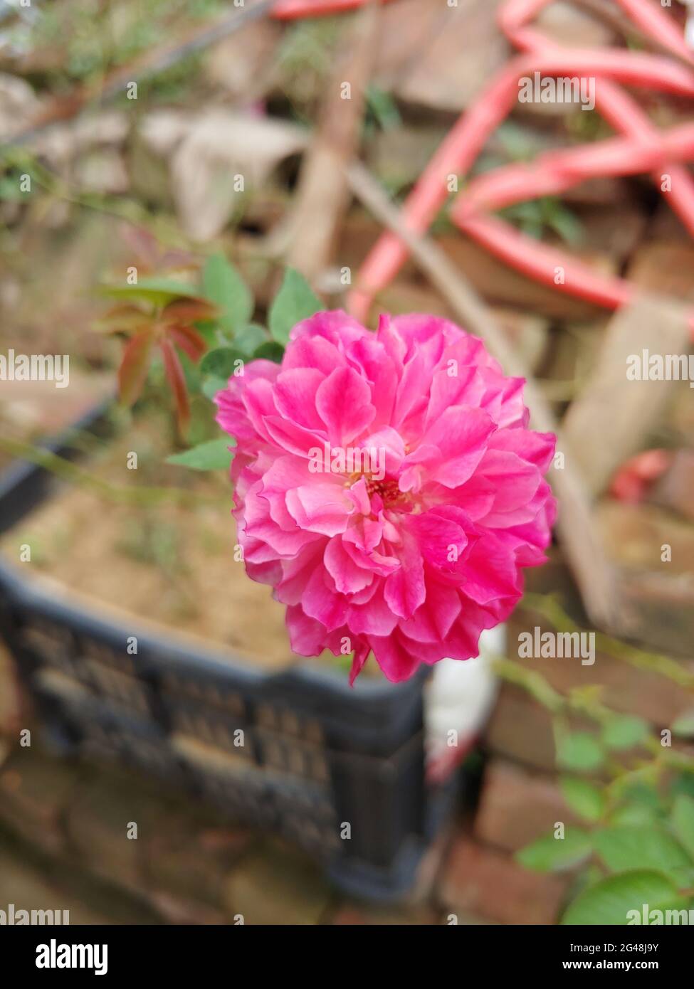 Vertical shot of double pink rose in the garden Stock Photo - Alamy