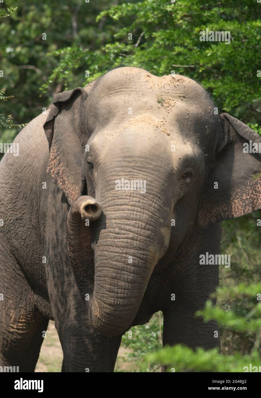 Elephant standing; standing elephant; elephant lifting its trunk ...