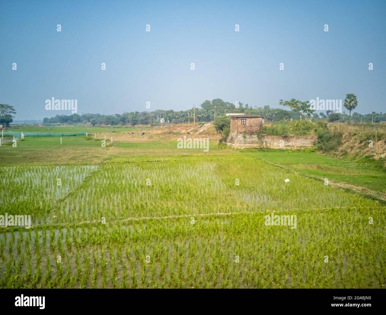 Beautiful view of green rice paddy field with a wooden hut background ...