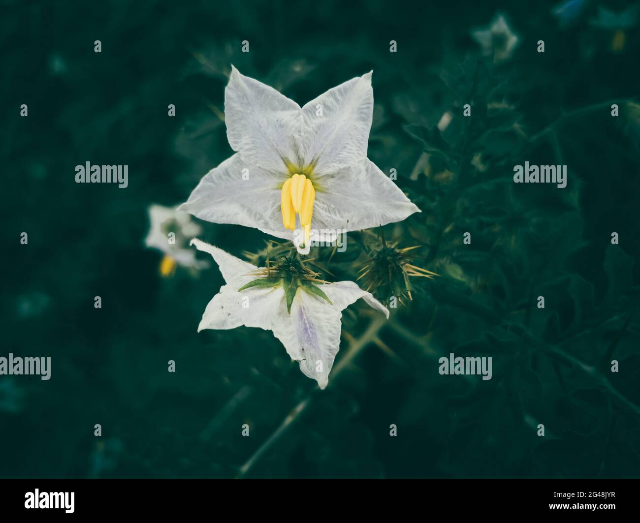 Carolina nightshade hi-res stock photography and images - Alamy
