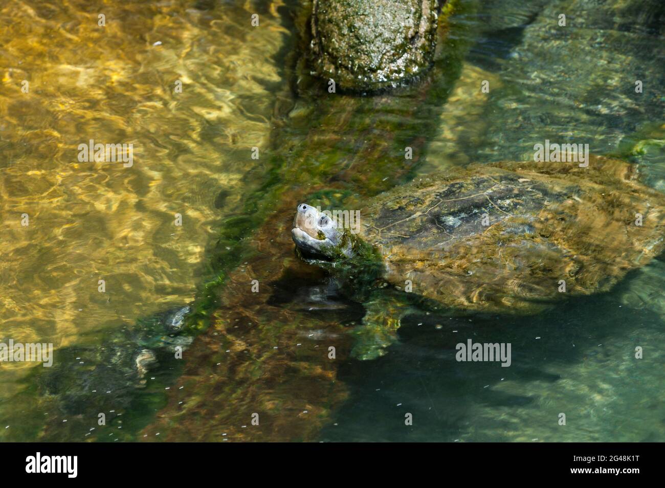 Arrau turtle (Podocnemis expansa), St. Augustine Alligator Farm, St ...