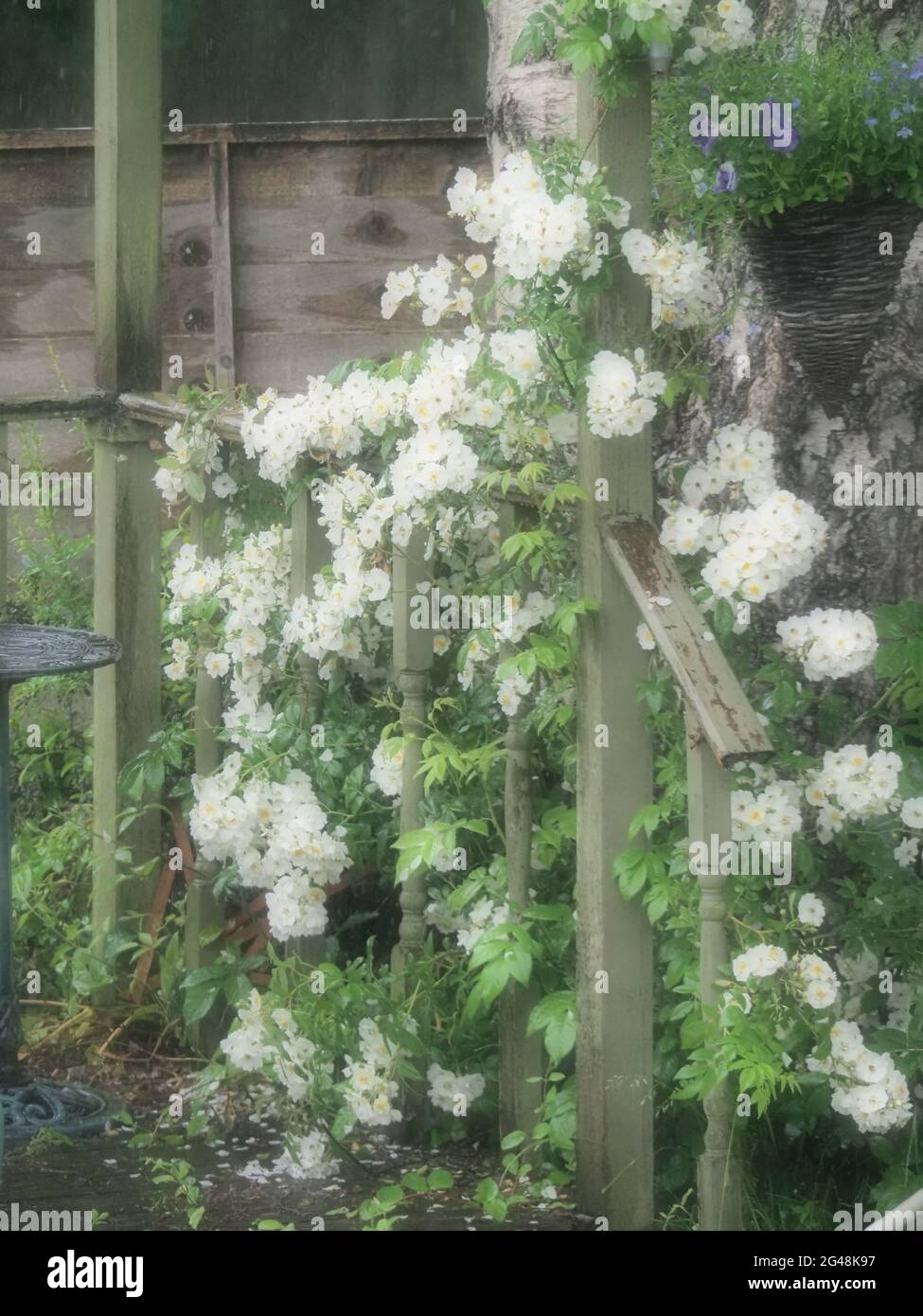 Beautiful climbing rose hi-res stock photography and images - Alamy