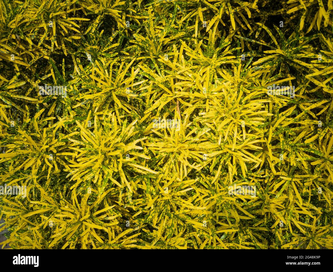 Top view of yellow San Francisco plant - great for wallpaper Stock ...