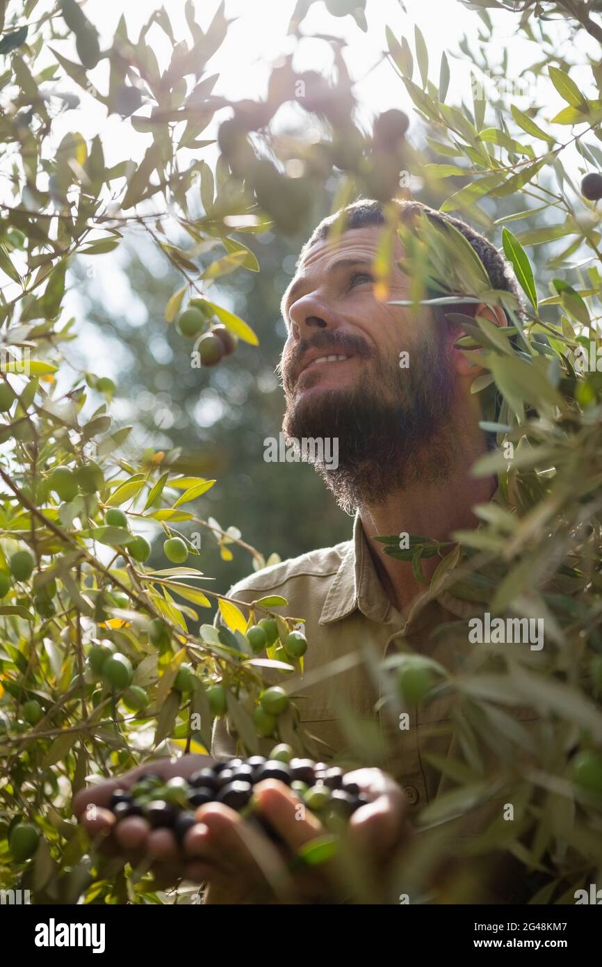 Farmer harvesting a olive from tree Stock Photo - Alamy