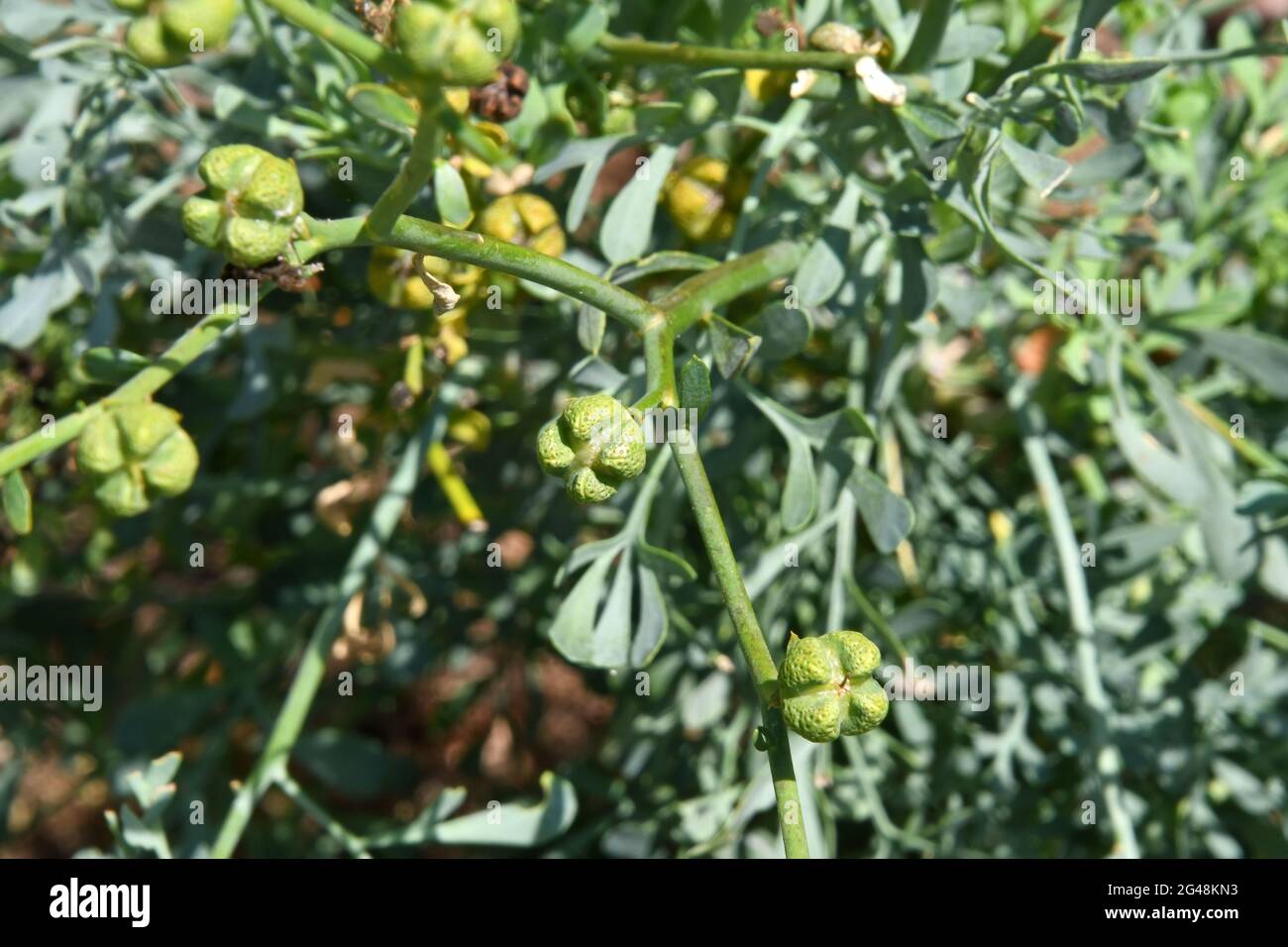 Fringed rue, Ruta chalepensis Stock Photo - Alamy