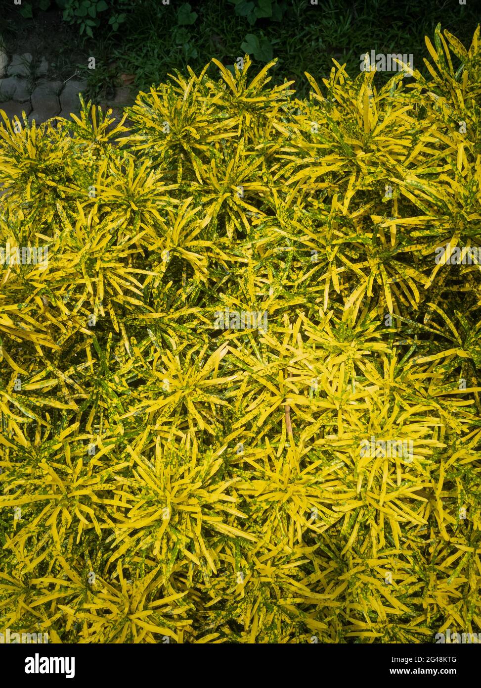 Vertical shot of yellow San Francisco plant - great for wallpaper Stock ...
