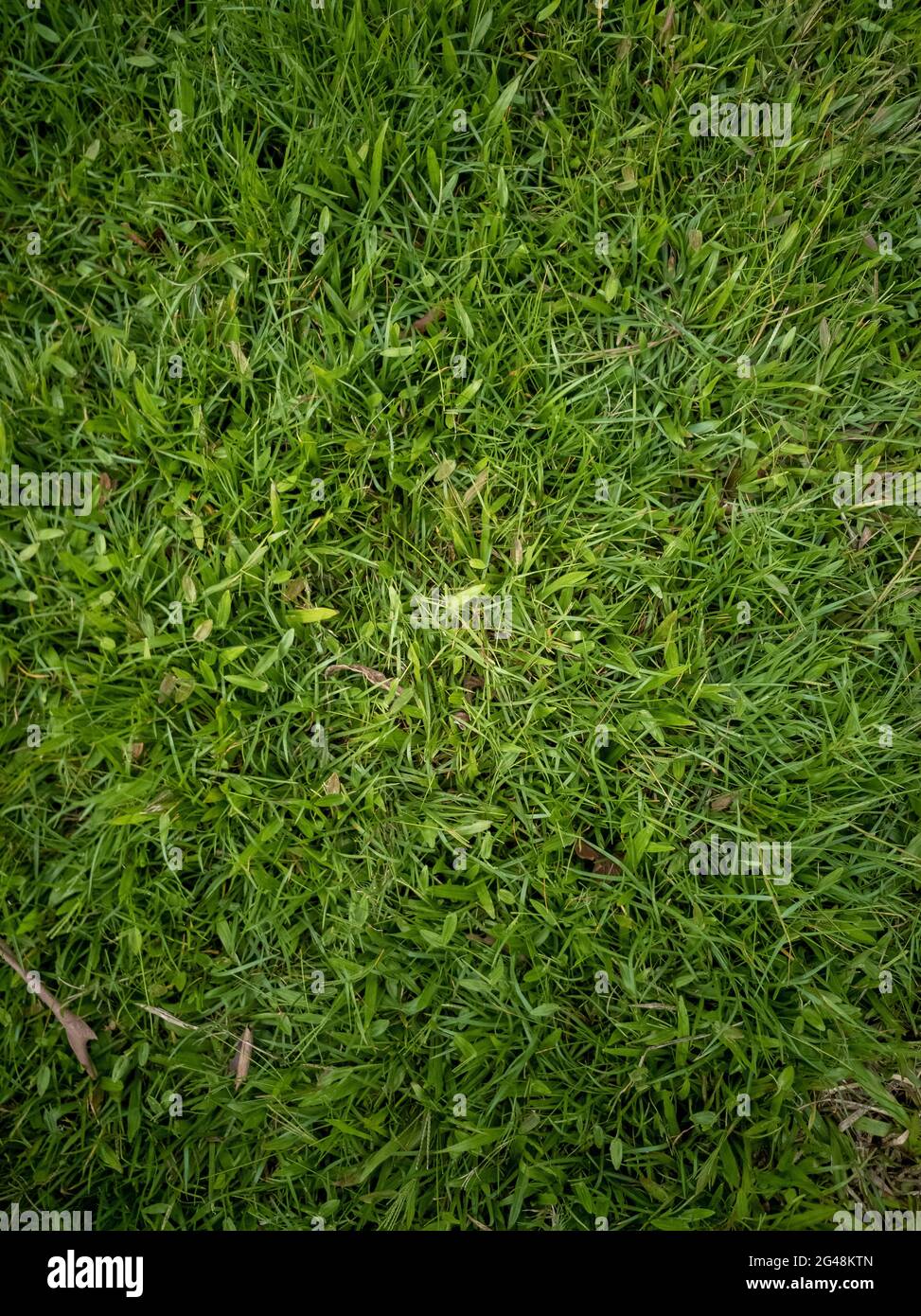 Carabao in the green field hi-res stock photography and images - Alamy