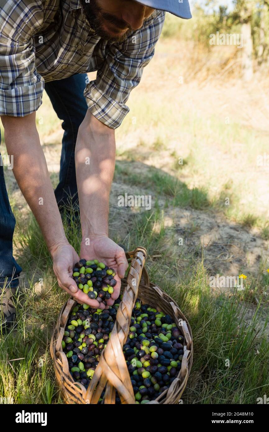Olives in farm hi-res stock photography and images - Alamy