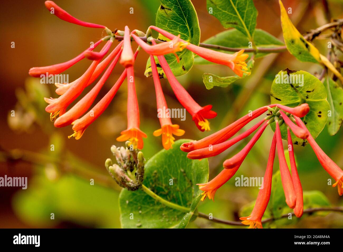 Lonicera sempervirens Flower Coral Honeysuckle Close up Lonicera ...