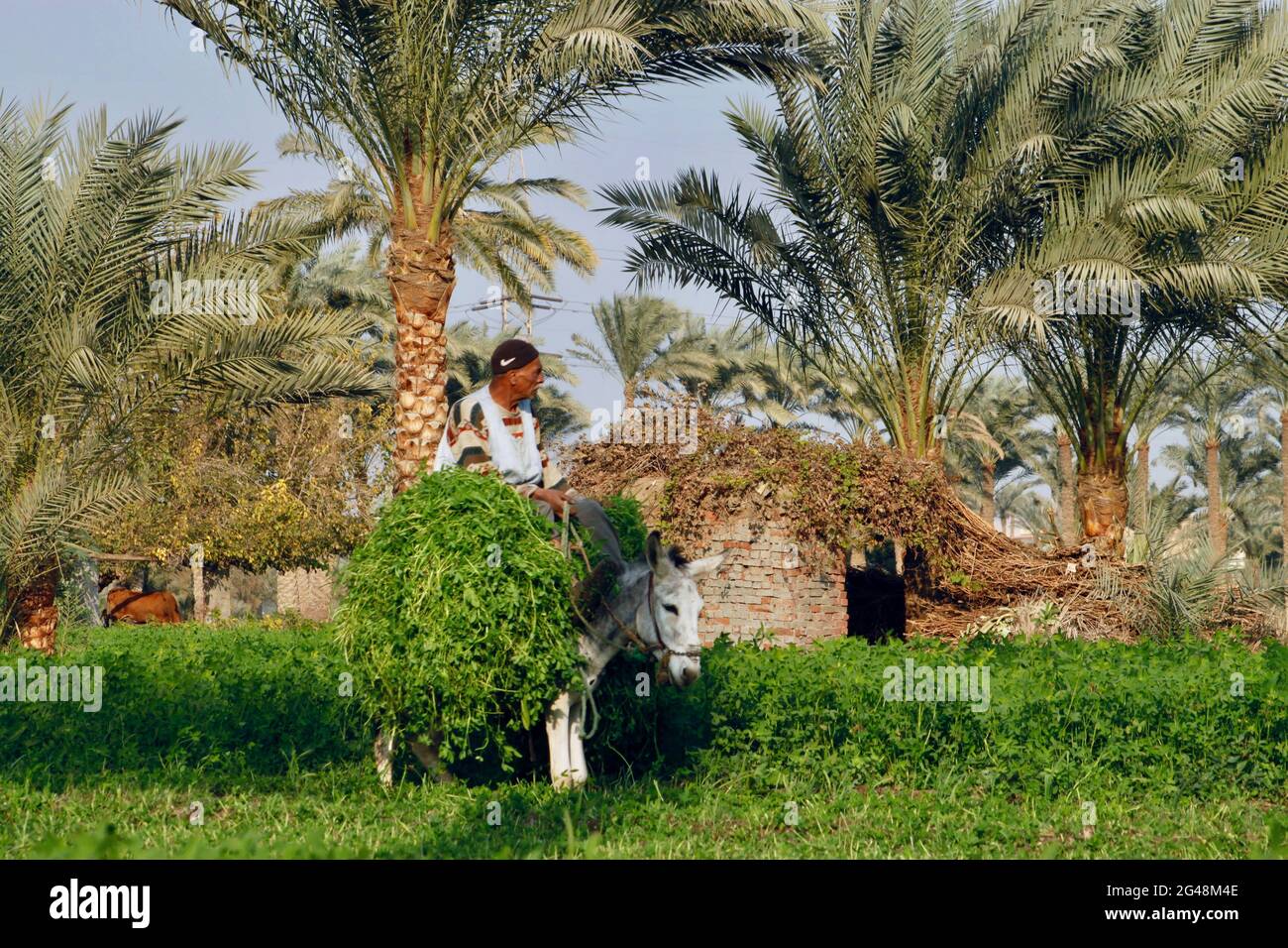 Usual day in egyptian farm hi-res stock photography and images - Alamy