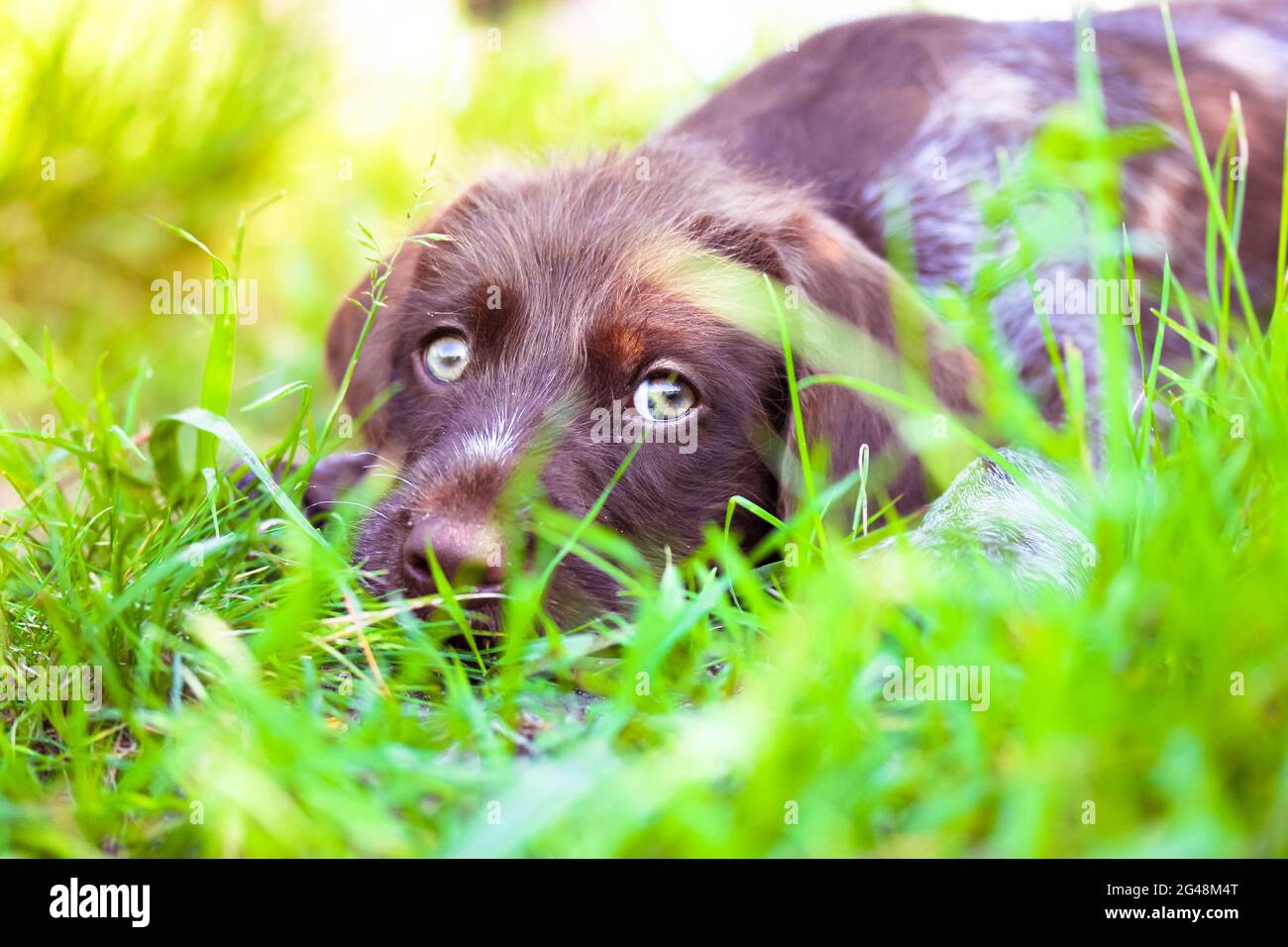 Deutsch drahthaar puppy hi-res stock photography and images - Alamy