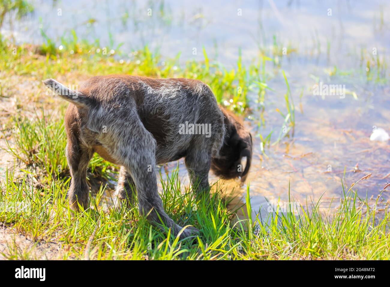 Deutsch drahthaar puppy hi-res stock photography and images - Alamy