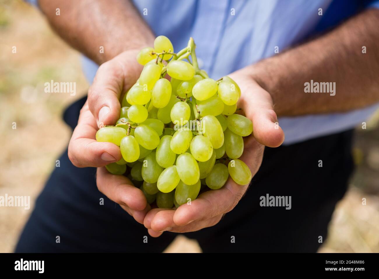 Mid section of man holding harvested grapes Stock Photo - Alamy