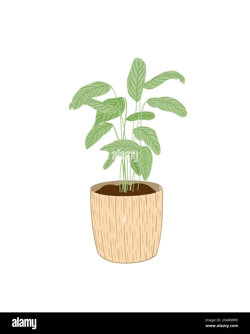 Green leaves homeplant in a trendy beige clay pot isolated hand painted ...