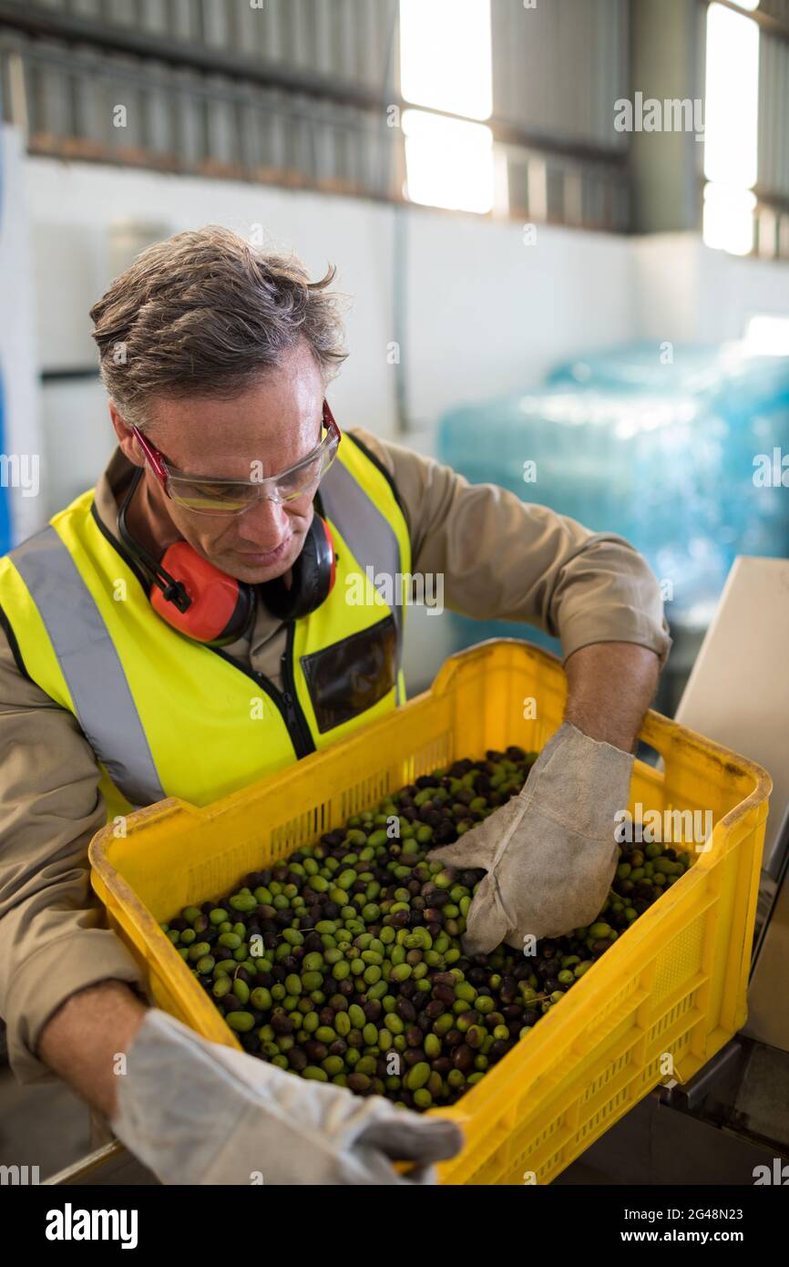 Worker putting harvested olive in machine Stock Photo - Alamy