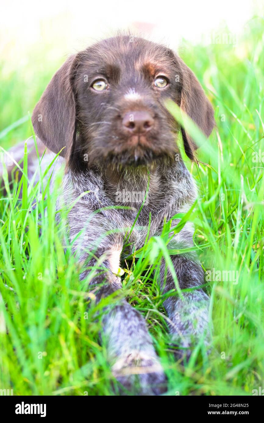 Deutsch Drahthaar Brown