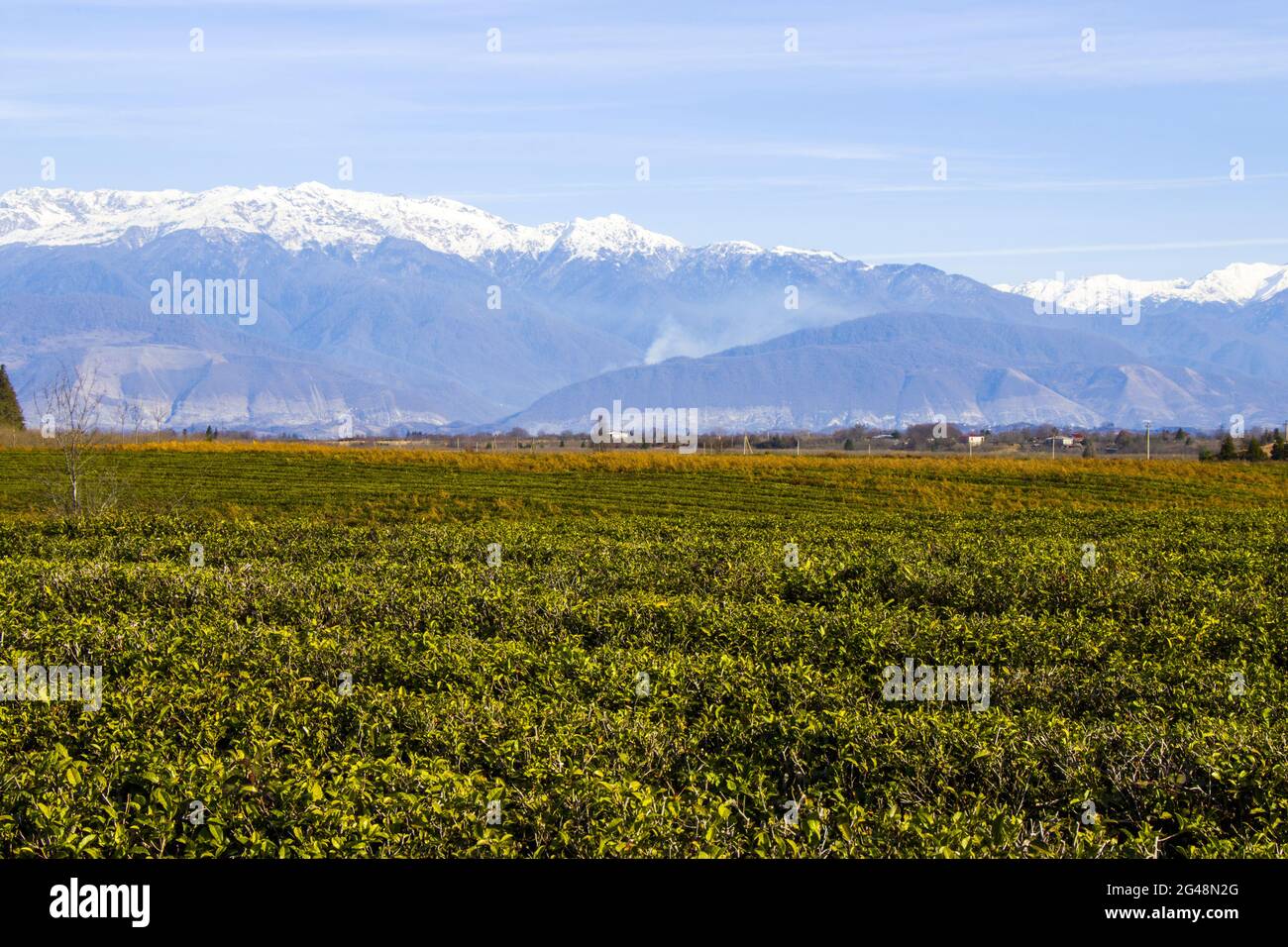 Beautiful view of green tea plantations in Georgia Stock Photo - Alamy