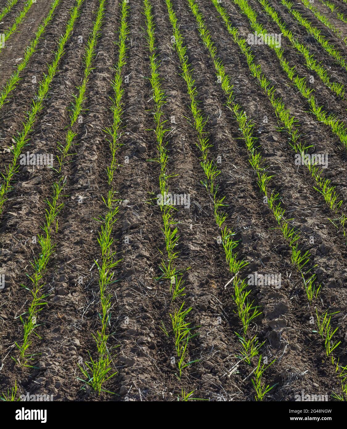 Buenos aires region hi-res stock photography and images - Alamy