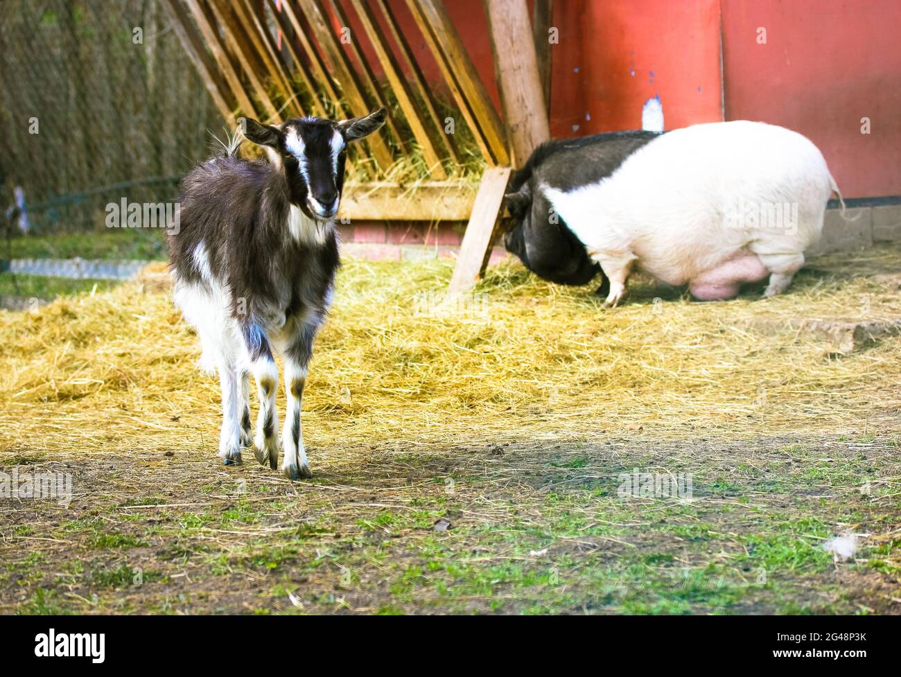 Cute young black and white domestic goat and pig grazing in the pasture ...