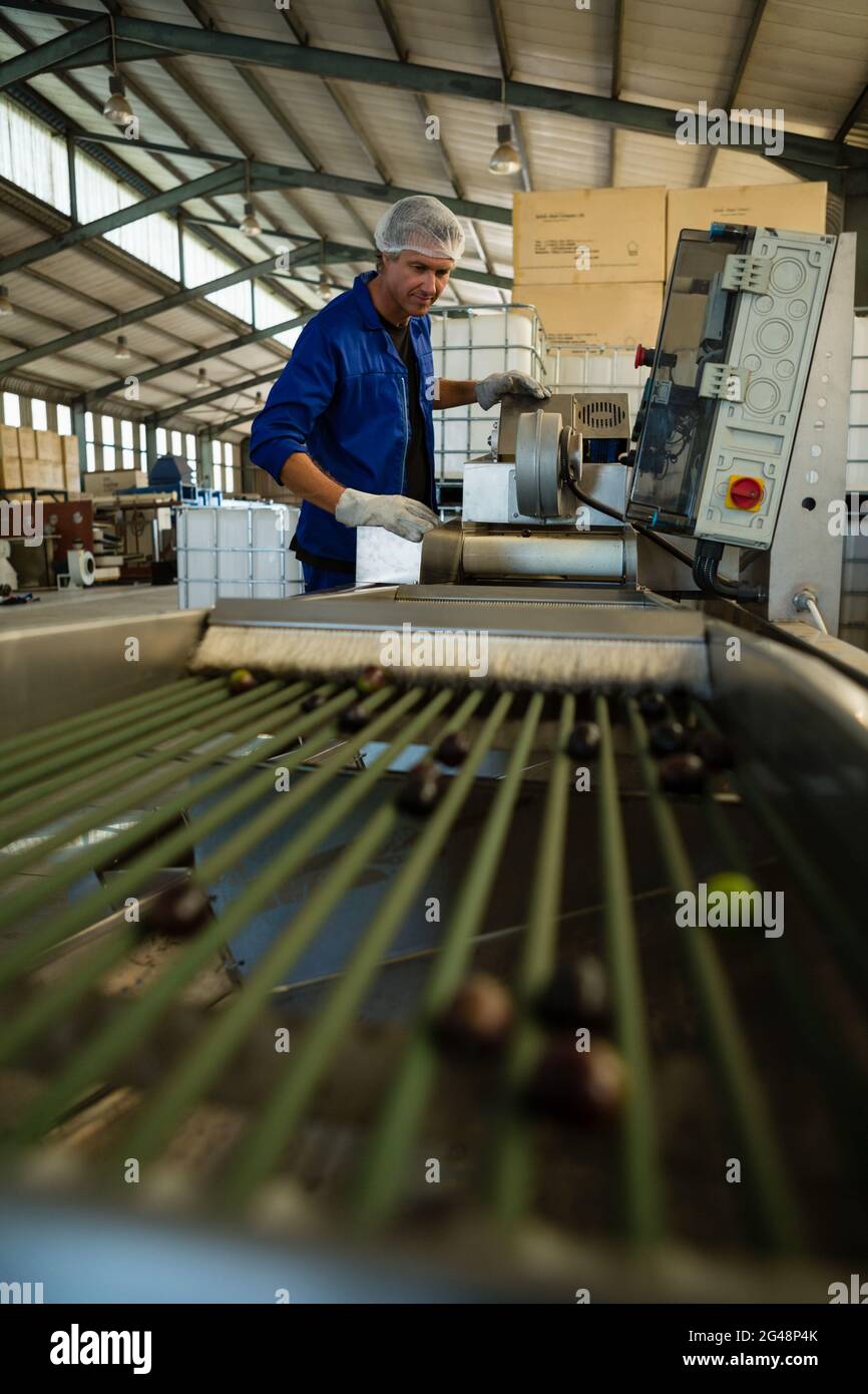 Worker putting olive in machine in factory Stock Photo - Alamy