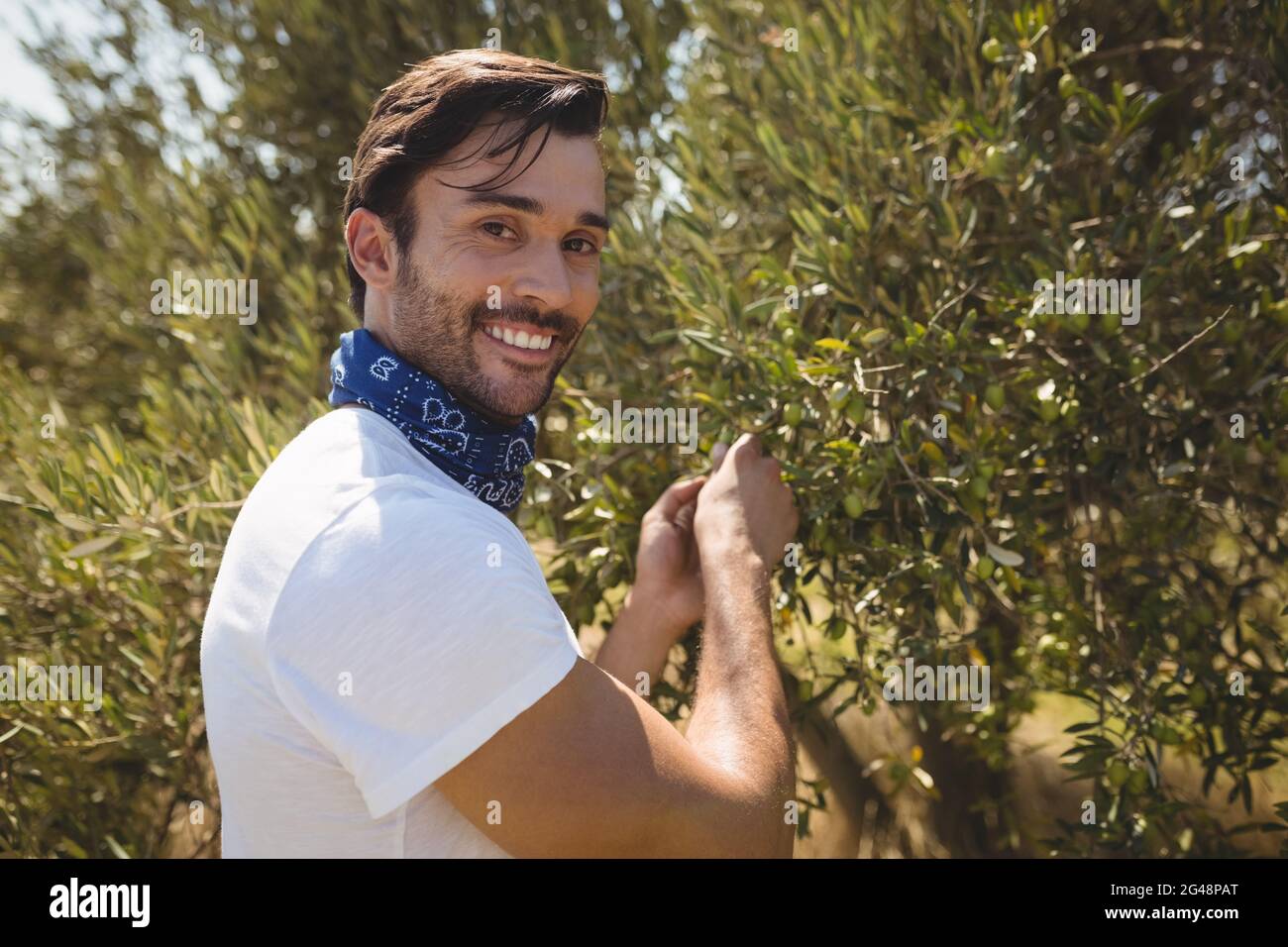 Close up olive tree young hi-res stock photography and images - Alamy