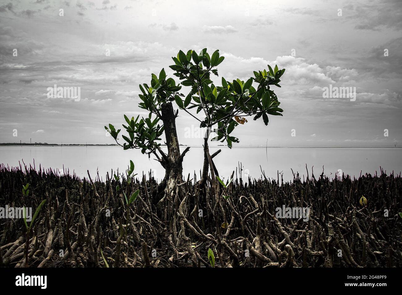Mangrove shoot hi-res stock photography and images - Alamy