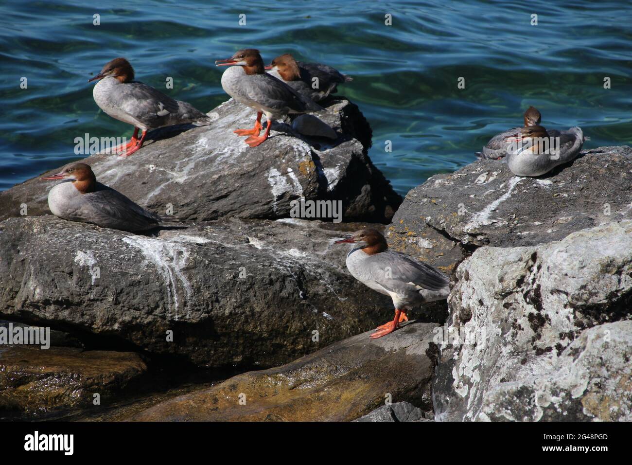 Ducks at lake hi-res stock photography and images - Alamy