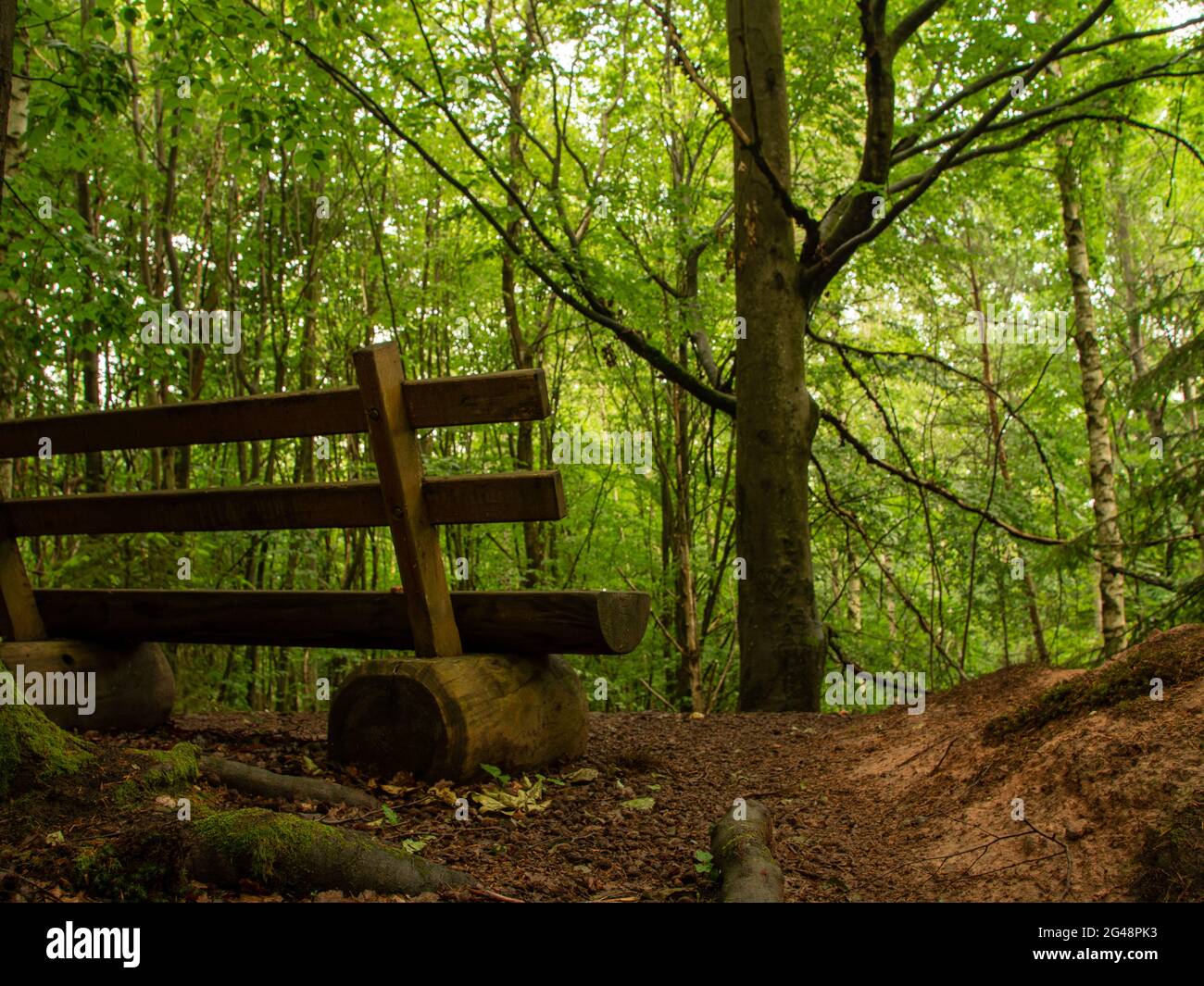 Scenic view of the wooden bench in the forest Stock Photo - Alamy