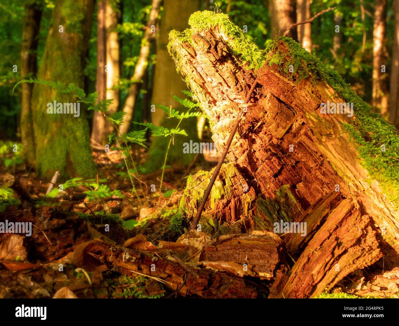Closeup shot of an old tree log covered with moss in the forest Stock ...