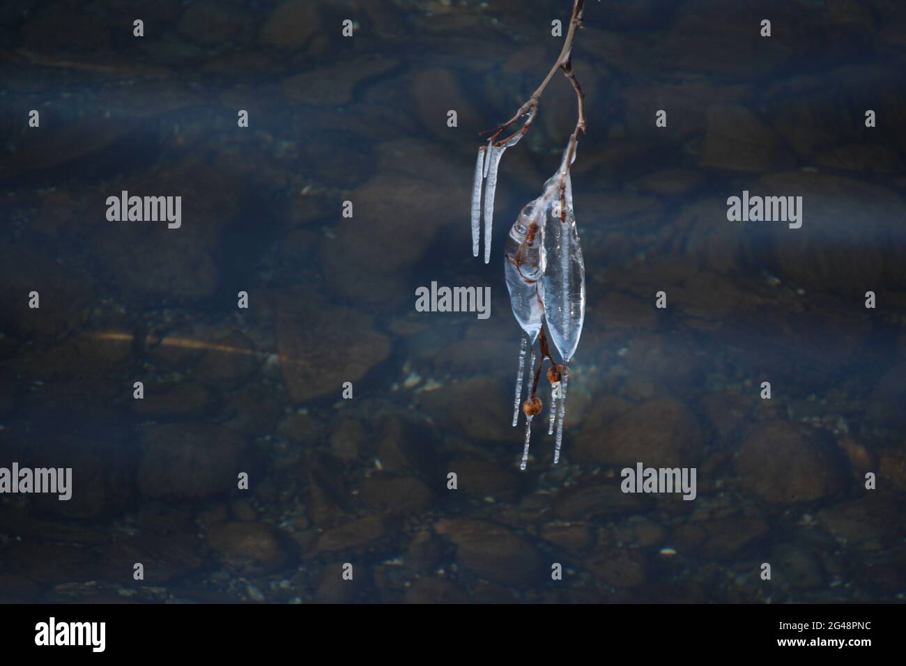 Iced tree branch over lake Stock Photo - Alamy