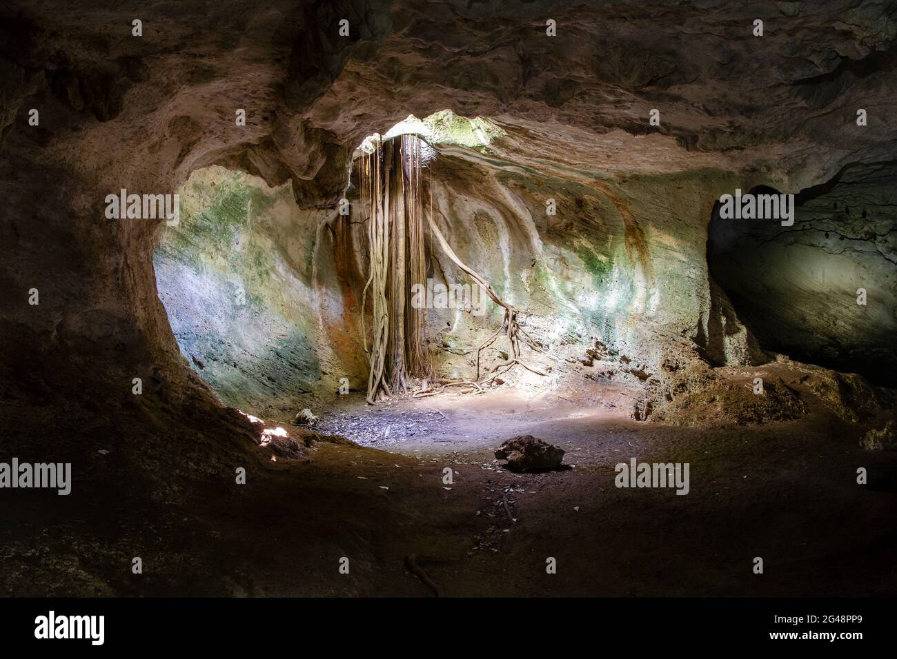 Aboveground roots hi-res stock photography and images - Alamy