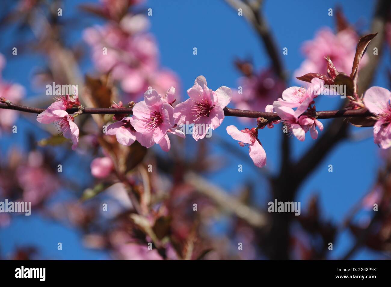 Peach or Cherry Flowers Stock Photo - Alamy