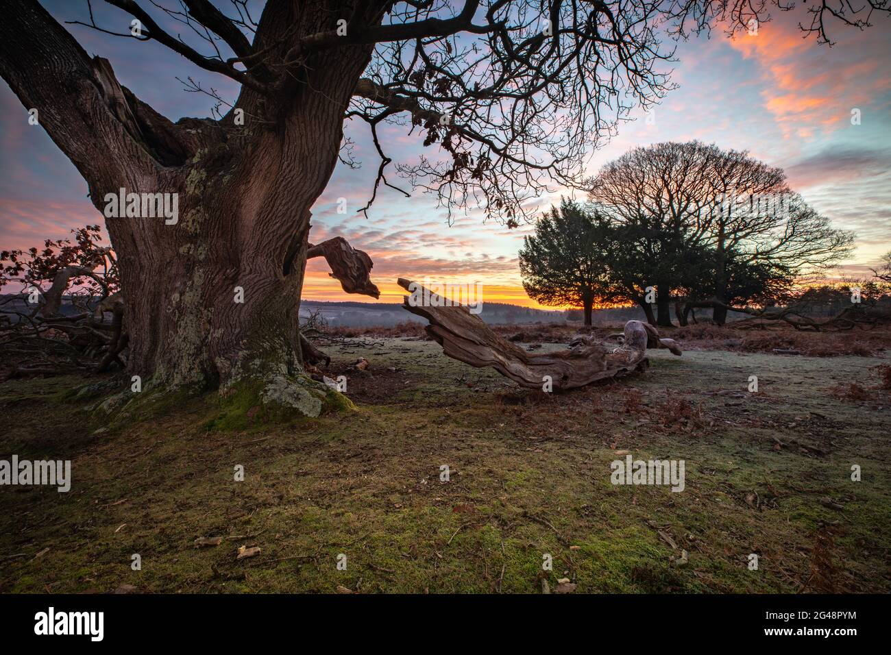 New forest bratley view hi-res stock photography and images - Alamy