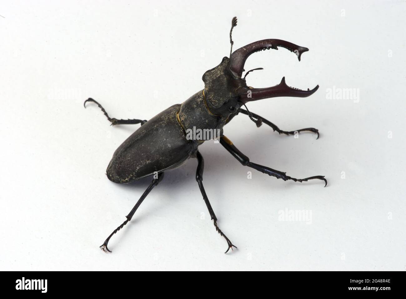 Stag beetle, male Lucanus cervus with jaws, mandible beetle Stock Photo ...