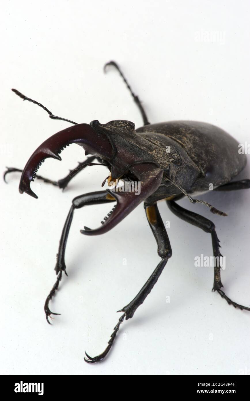 Stag beetle, male Lucanus cervus with jaws, mandible beetle Stock Photo ...