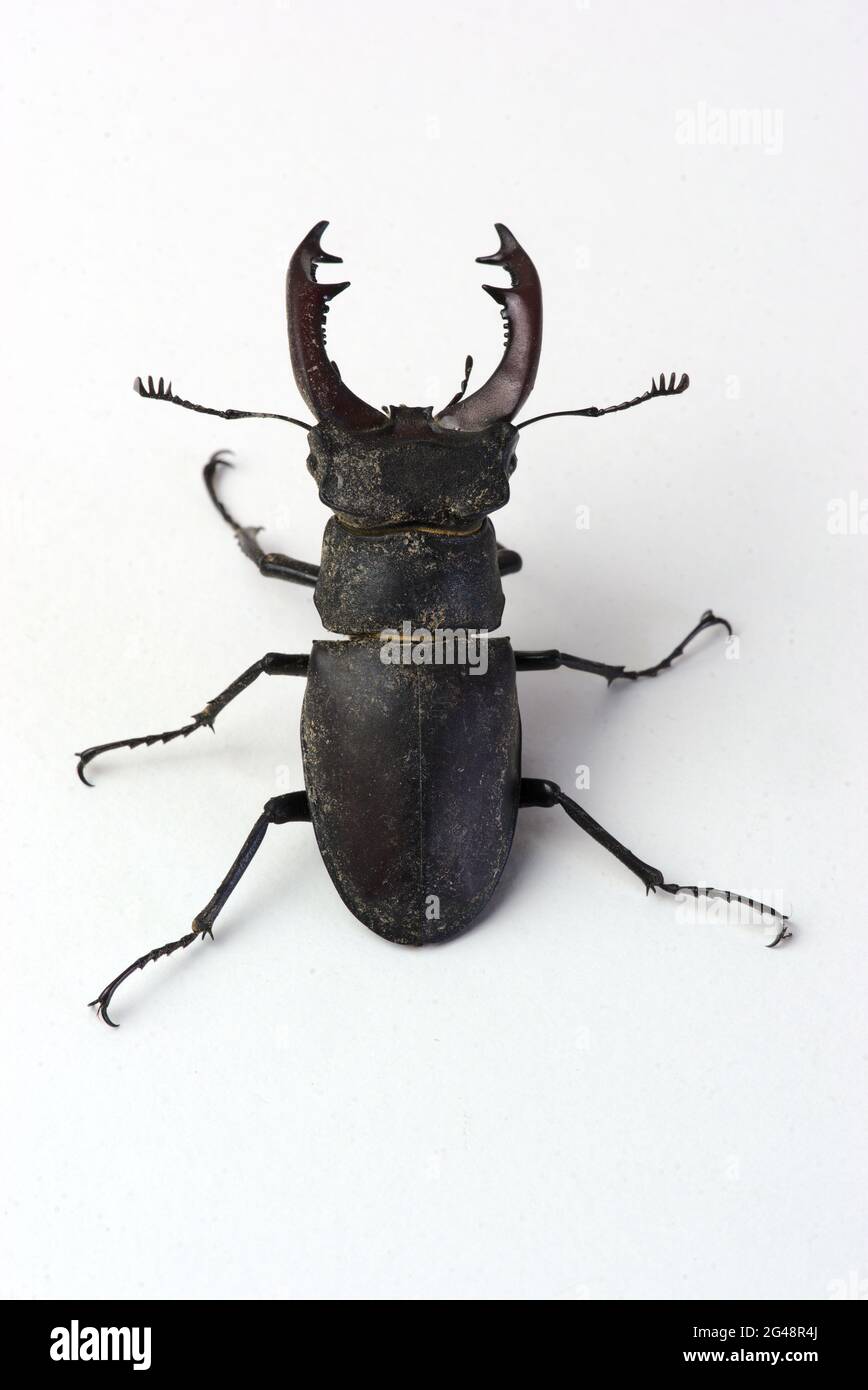 Stag beetle, male Lucanus cervus with jaws, mandible beetle Stock Photo ...