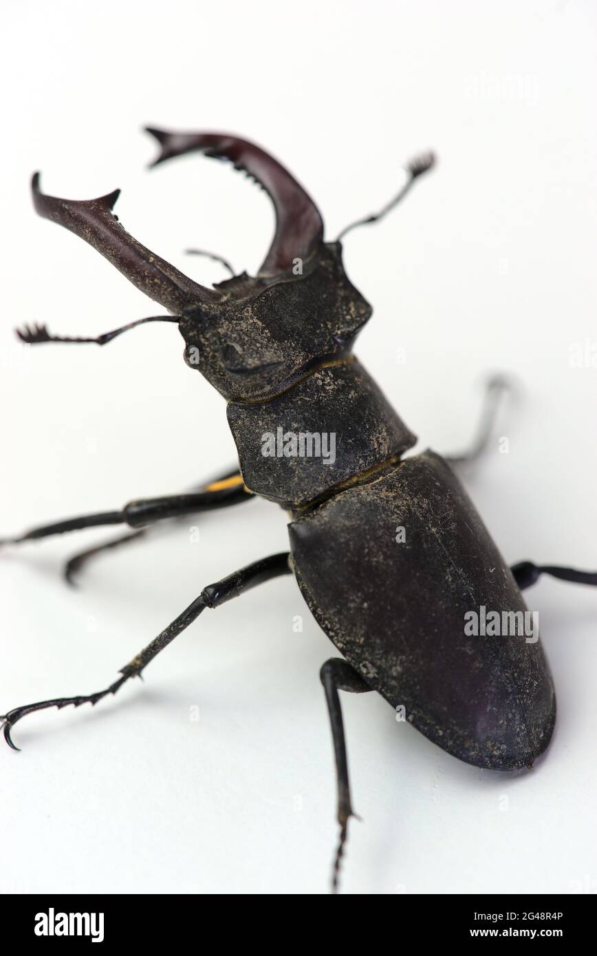 Stag beetle, male Lucanus cervus with jaws, mandible beetle Stock Photo ...