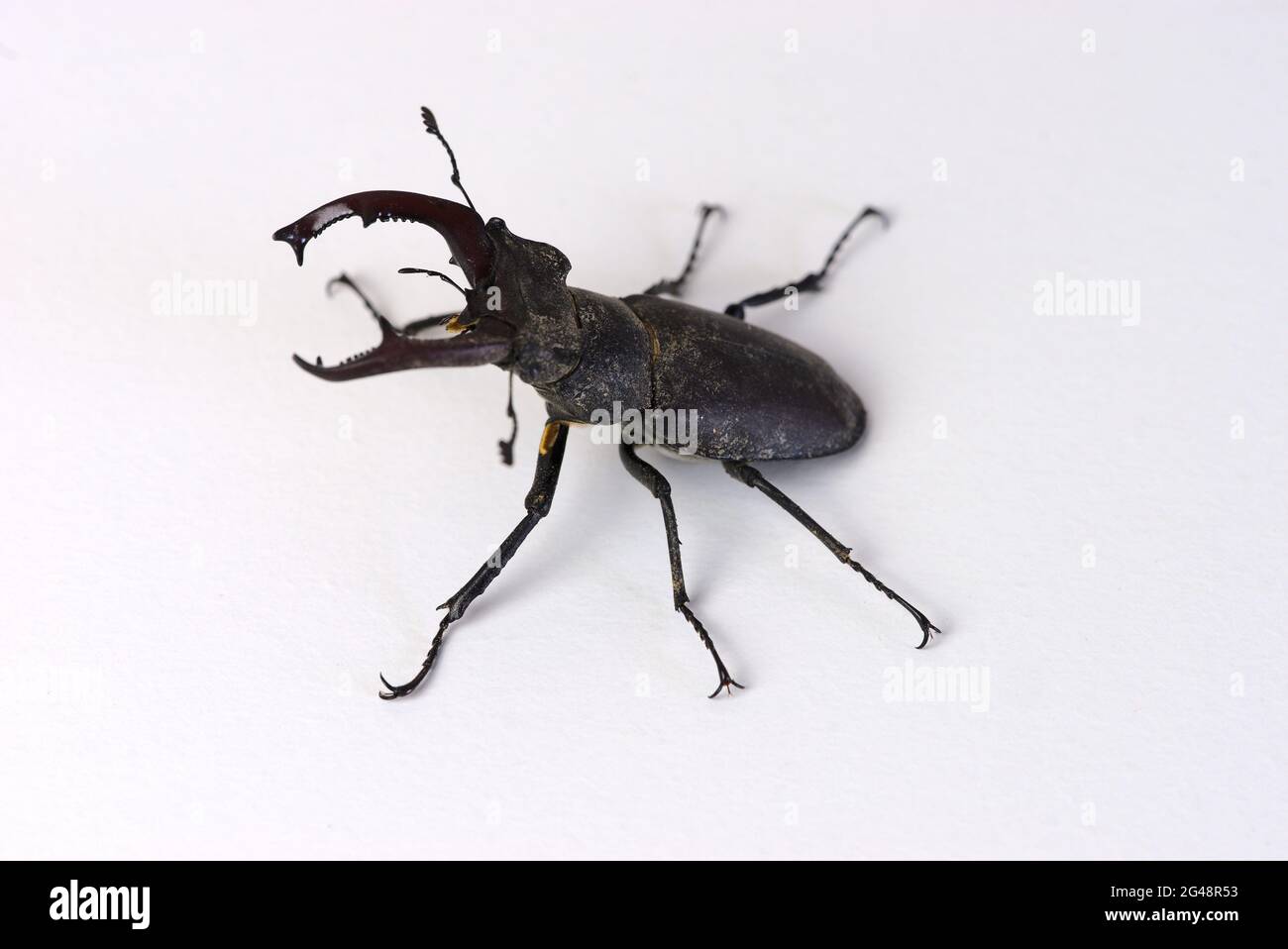 Flying with horns hi-res stock photography and images - Alamy