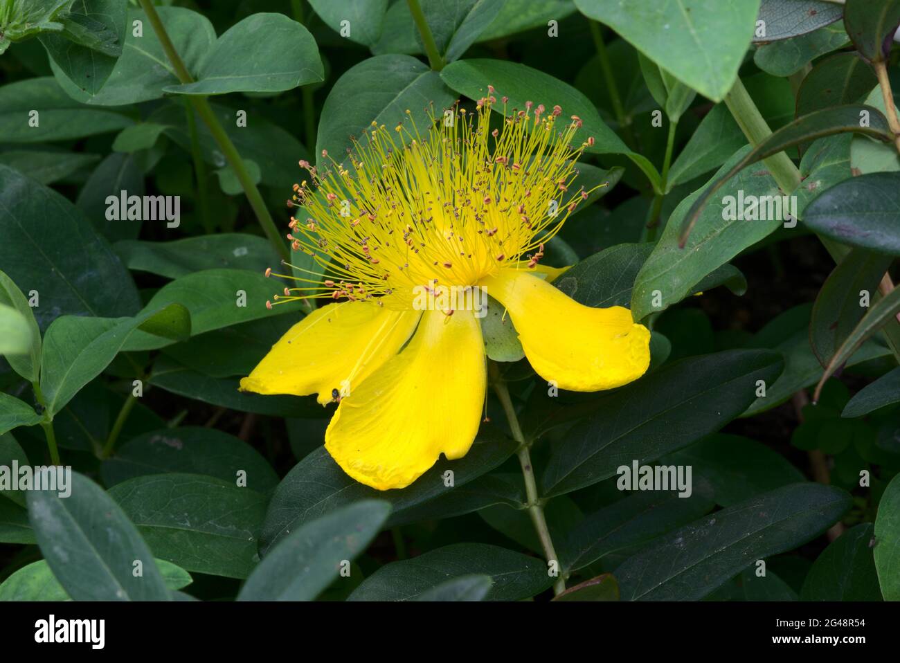 Hypericaceae hi-res stock photography and images - Alamy