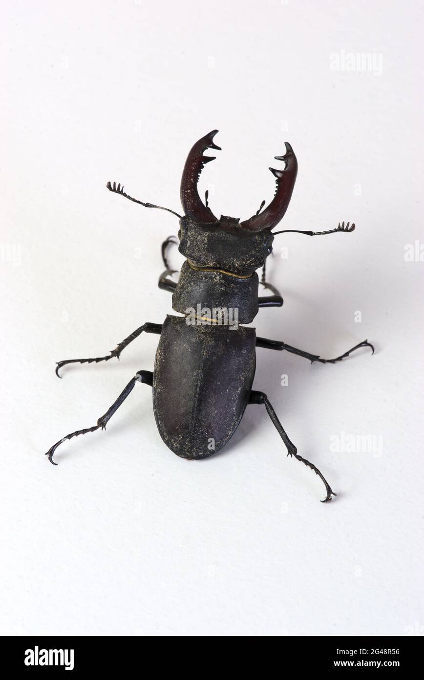 Stag beetle, male Lucanus cervus with jaws, mandible beetle Stock Photo ...