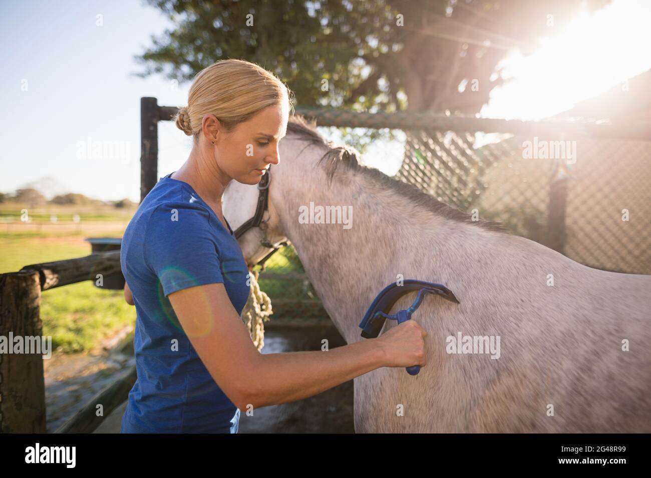 Cleaning horse hi-res stock photography and images - Alamy