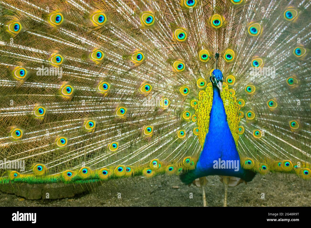 Indian peacock with colorful feathers fan-spreading its large tail ...