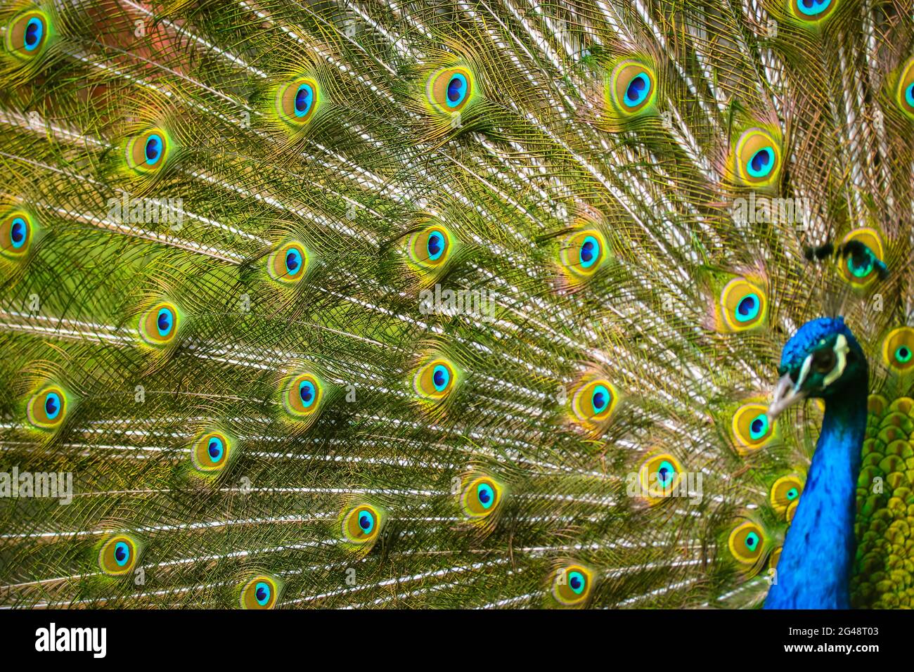 Indian peacock with colorful feathers fan-spreading large tail ...