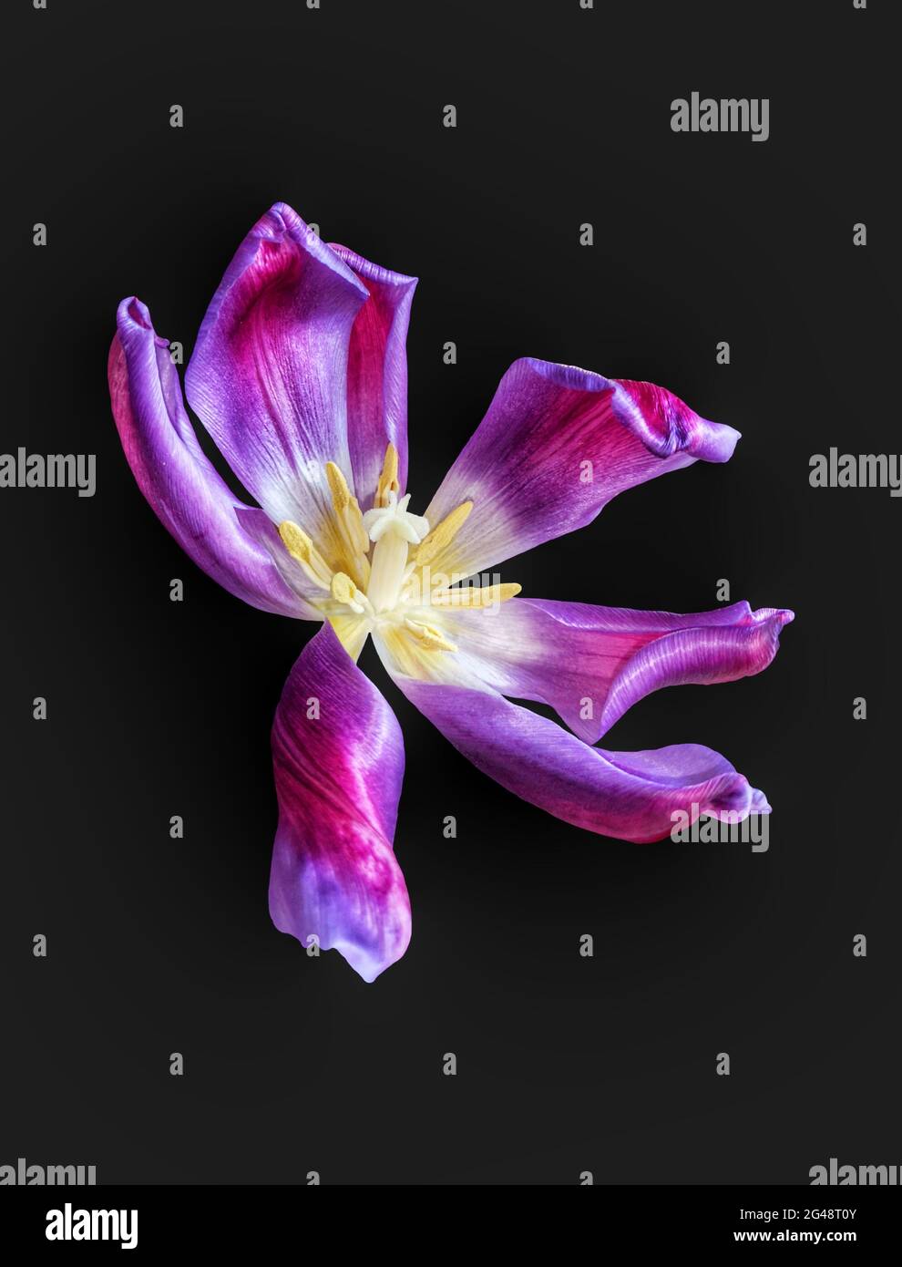 Natural background with one flower isolated in color background Stock ...