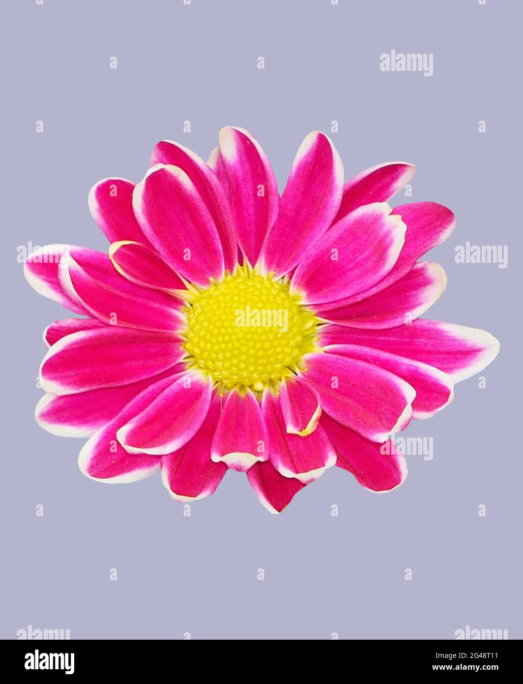 Natural background with one flower isolated in color background Stock ...