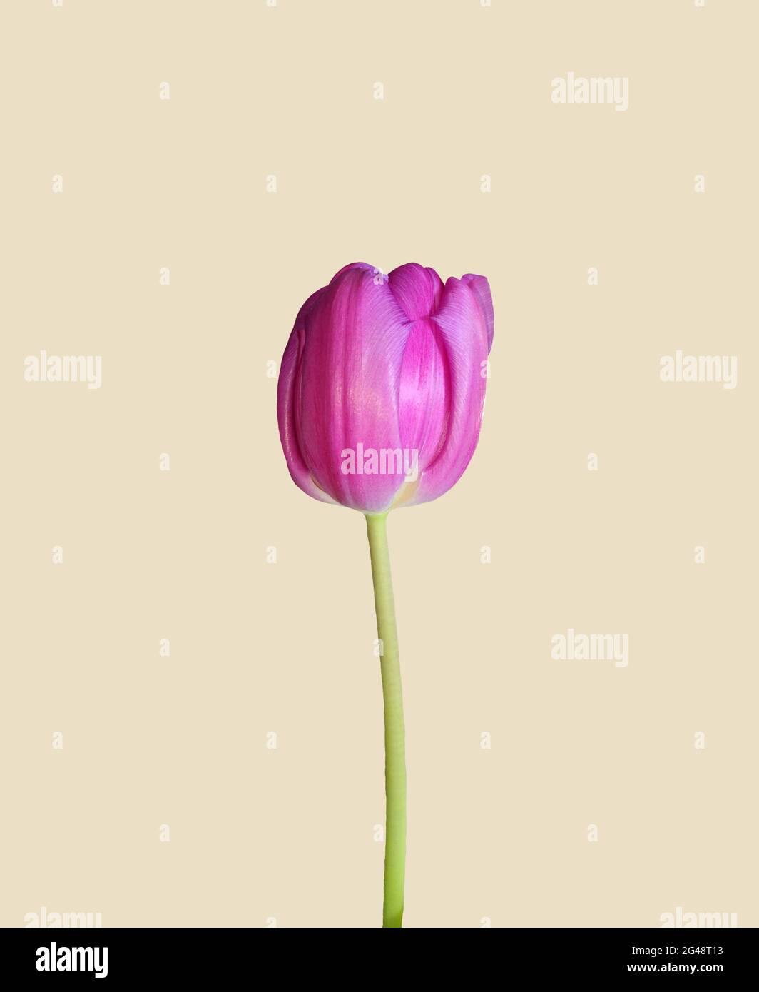 Natural background with one flower isolated in color background Stock ...
