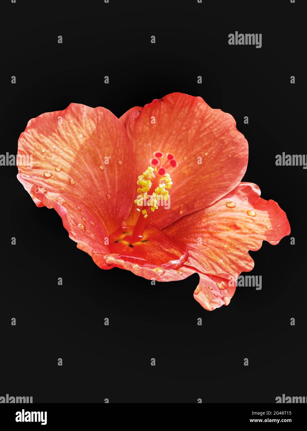 Natural background with one flower isolated in color background Stock ...